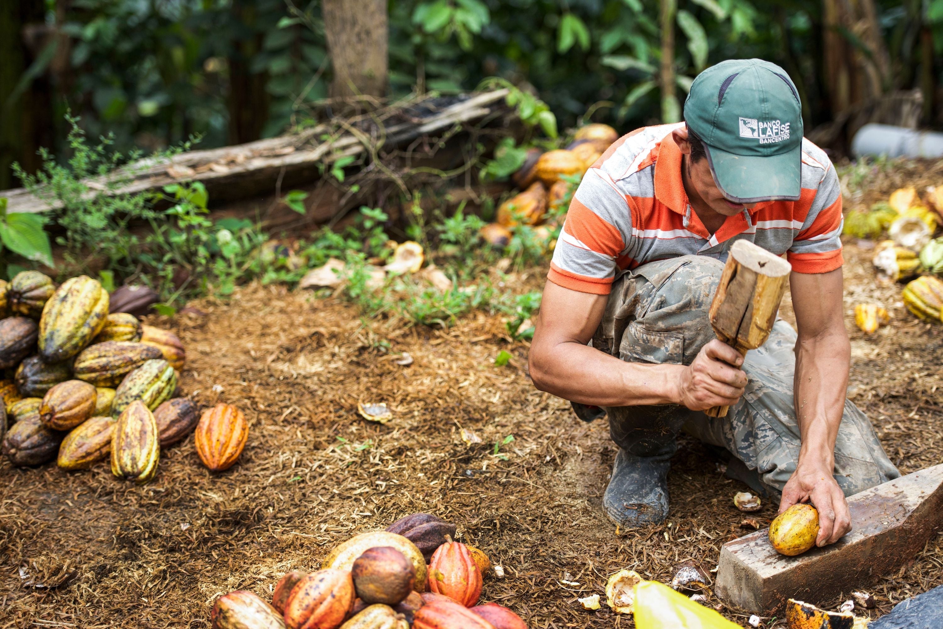 Ceremonial Cacao in the Modern World and Ancient Civilizations