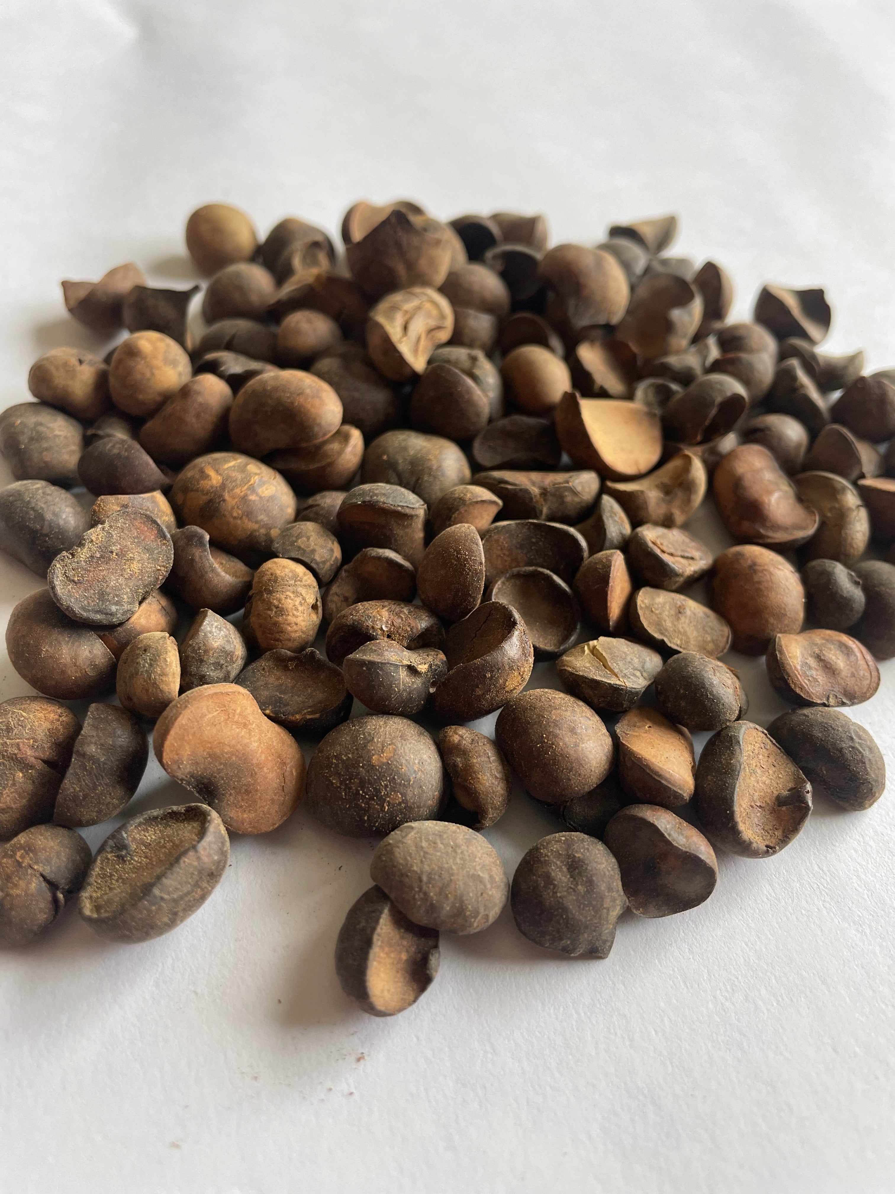 Wild-Harvested Organic Maya Nut - Nikoko Cacao